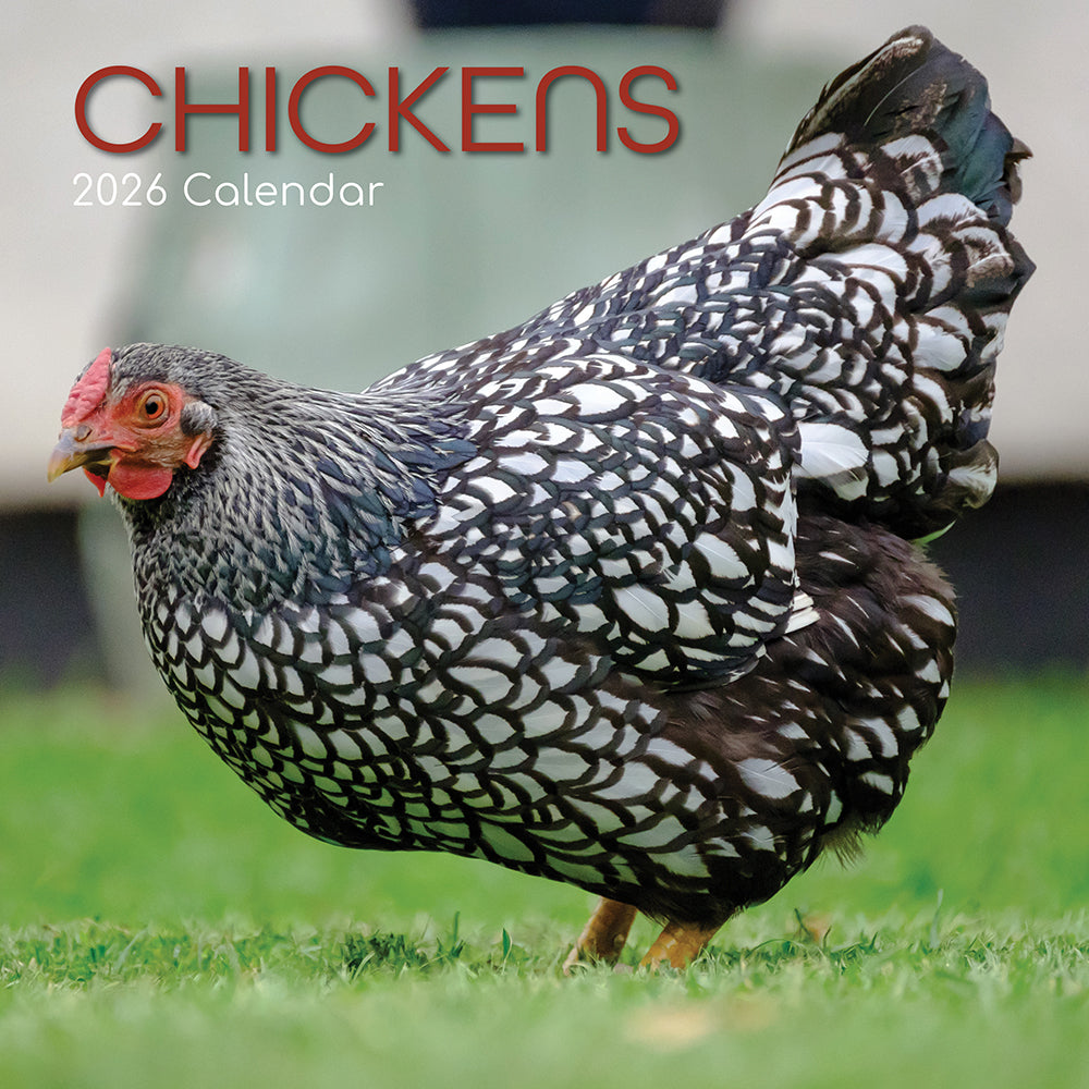 Chickens Square Wall Calendar 2026 – Bricknells